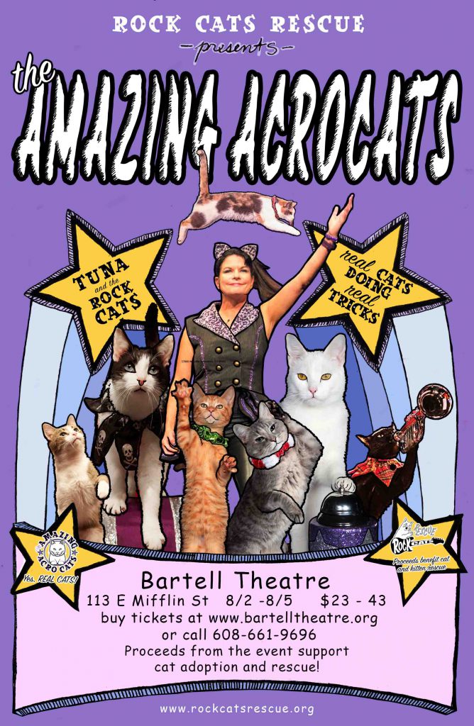 The Amazing Acro-Cats Amaze Madison! | Bartell Theatre